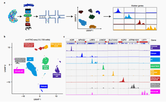 单细胞联合还能这样玩，单细胞和EQTL联合分析确定疾病机制和潜在的治疗方法_基因组_scATAC_研究