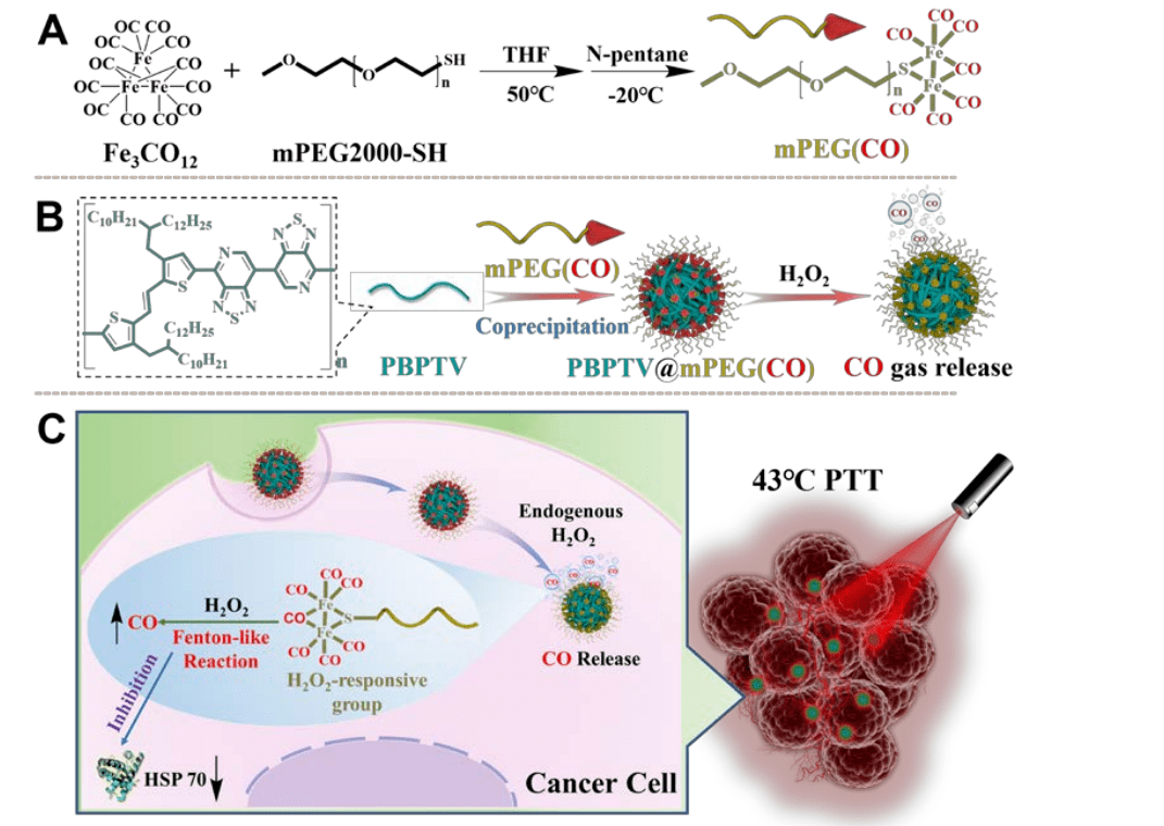 纳米聚合物 | 通过CO促进低温PTT的H2O2响应型NIR-II的AIE纳米炸弹_肿瘤_光热_治疗