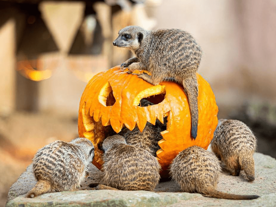 德国汉诺威动物园为小动物准备“南瓜大餐”-搜狐大视野-搜狐新闻