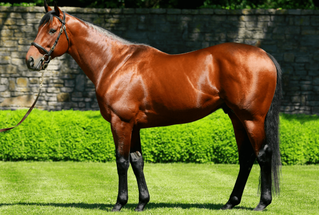 21世纪美国最伟大的10匹赛马_航线_信雅达_战绩