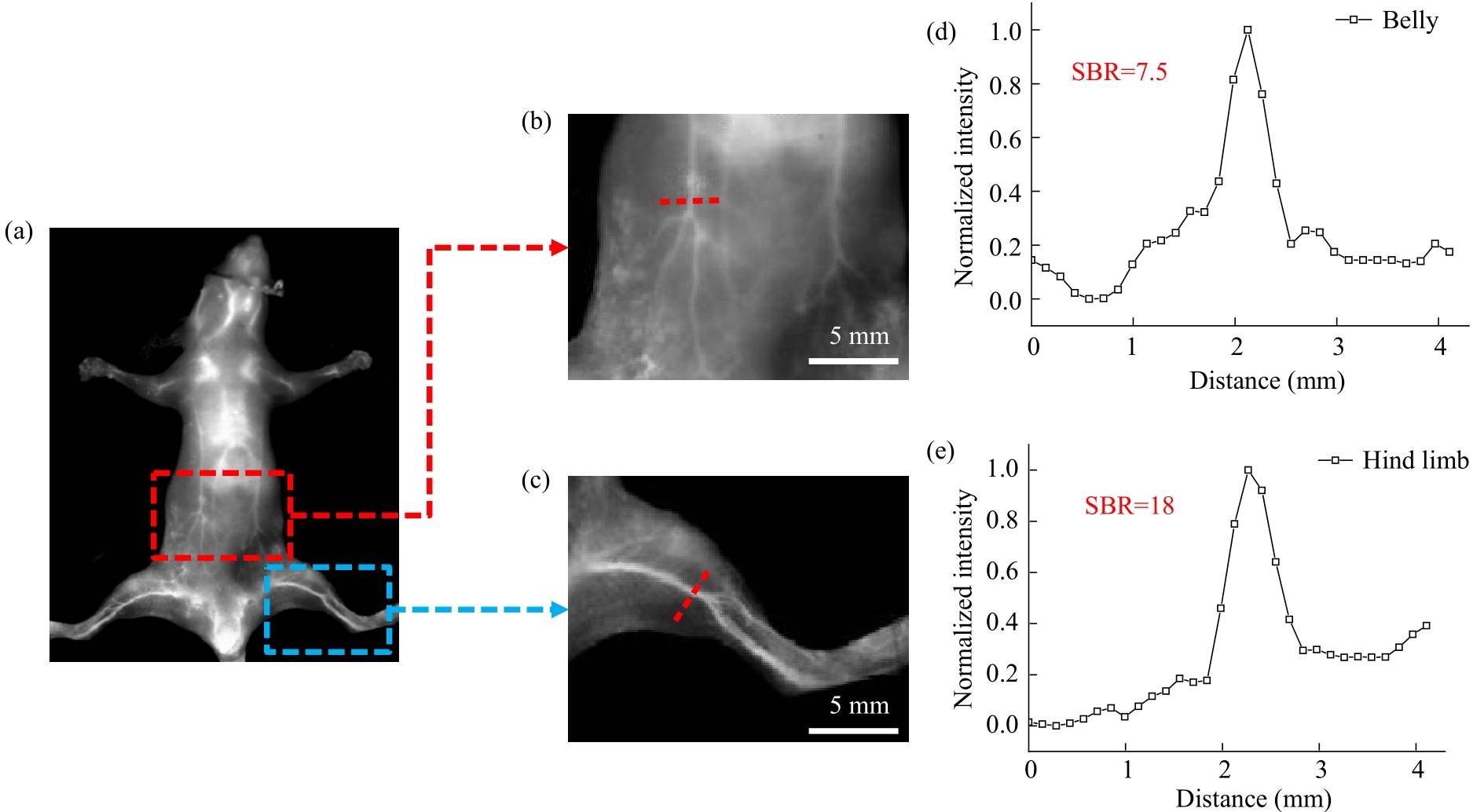 【NIR-II近红外二区成像】NIR-II近红外二区成像-三元共聚物光热治疗肿瘤_nm_in_to