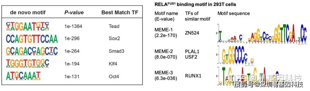 易基因：染色质免疫共沉淀测序(ChIP-seq）的数据挖掘思路 ｜干货系列_peak_分析_reads