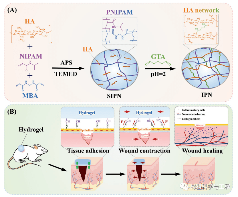 《AFM》：一种可加速伤口愈合的水凝胶！_闭合_组织_开发