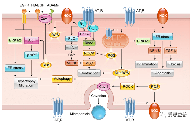 《爱求索》之血管紧张素AT1和AT2受体在疾病中的作用_Ang_细胞_包括