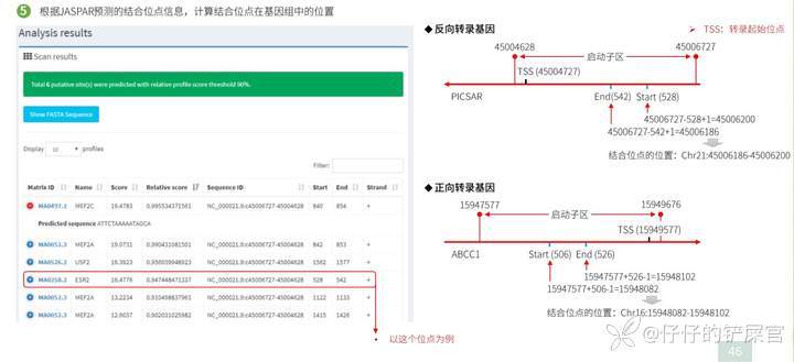 【科研工具包】转录因子预测及优化策略 ——JASPAR、NCBI、UCSC数据库联用_基因_序列_位点