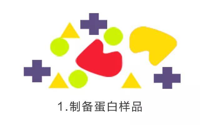 一文读懂CoIP实验：原理、实验流程、遇到的问题_抗体