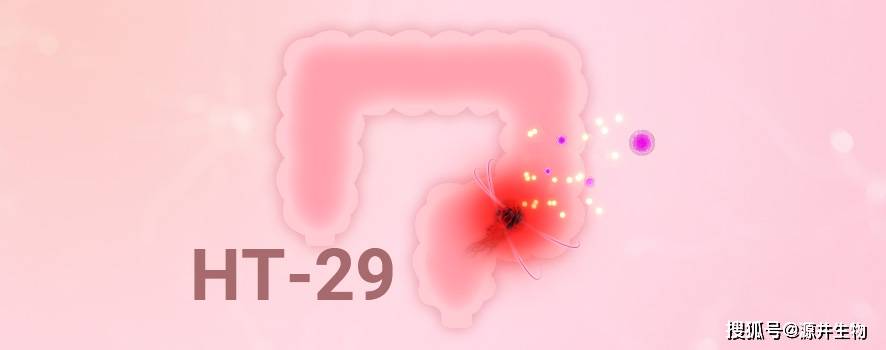 基因编辑HT-29细胞，也能把结直肠癌研究出花来！源井生物_Jinming