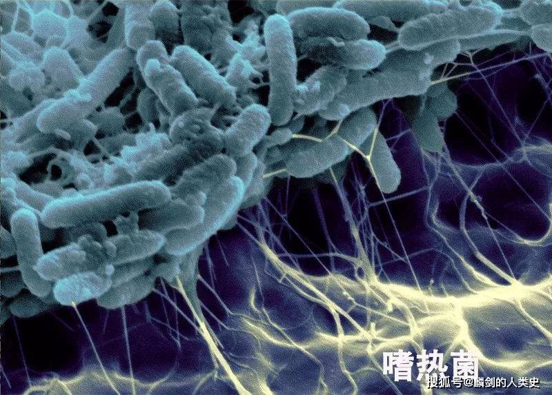 古細菌生物学