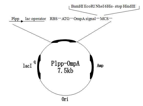 pLLP-OmpA载体质粒图谱、序列、说明书、价格_pLpp-OmpA