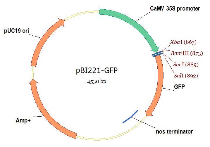 pBI221-GFP载体质粒图谱、序列、说明书、价格_gusA
