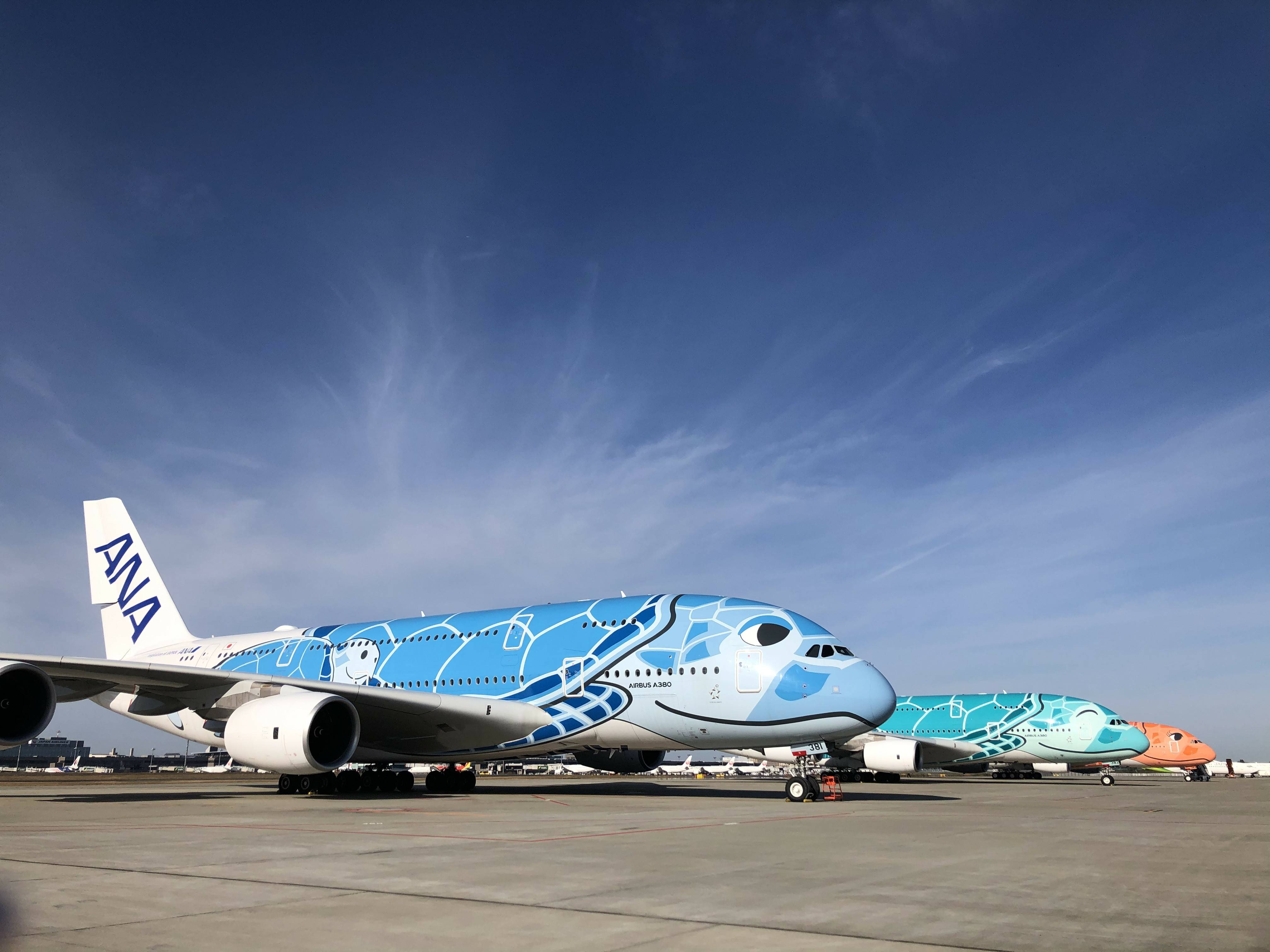 ANA “海龟小队”集结完毕！-搜狐大视野-搜狐新闻