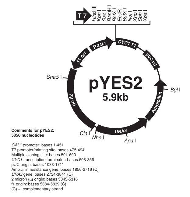 pYES2载体质粒图谱、序列、说明书、价格_诱导_基因_蛋白
