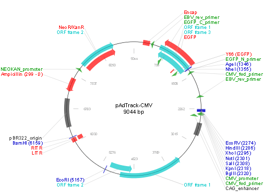pAdTrack-CMV载体质粒图谱、序列、说明书、价格_pAdeasy_is_kb