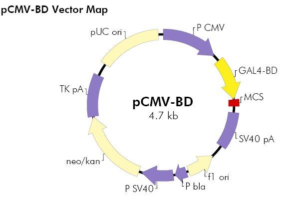 pCMV-BD载体质粒图谱、序列、说明书、价格_The_gene_and