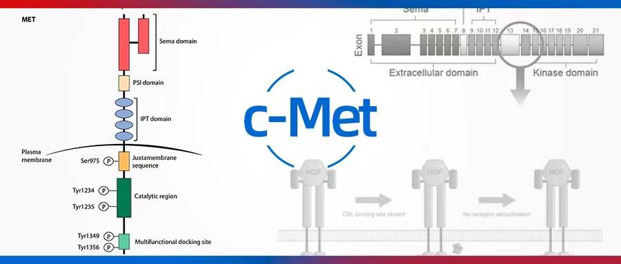 “精准治疗”时代，c-Met为何能成为实力靶点？_信号_蛋白_结构