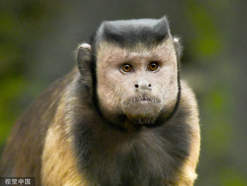 国字脸络腮胡猴哥 网友：像大耳朵图图里的牛爷爷-搜狐大视野-搜狐新闻