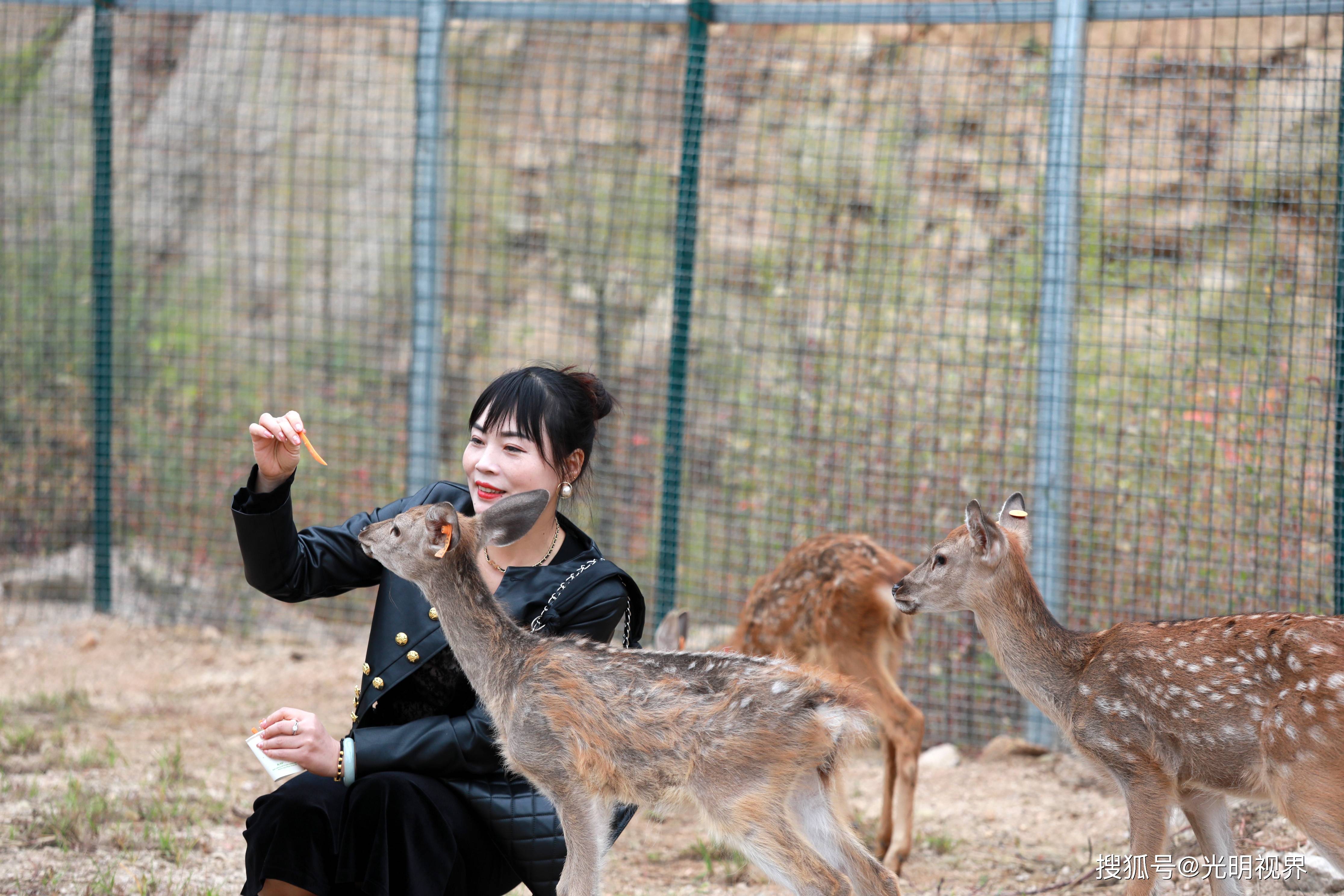 河南鲁山龙池鹿岛开放 游客与萌宠亲密互动-搜狐大视野-搜狐新闻