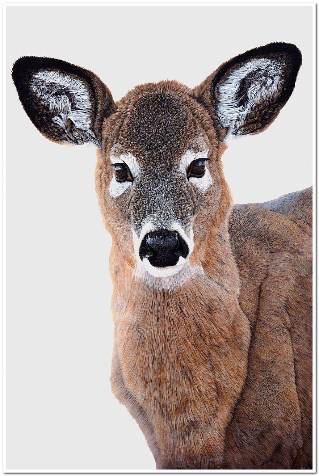 画家 Ester Curini 画笔下的动物-搜狐大视野-搜狐新闻