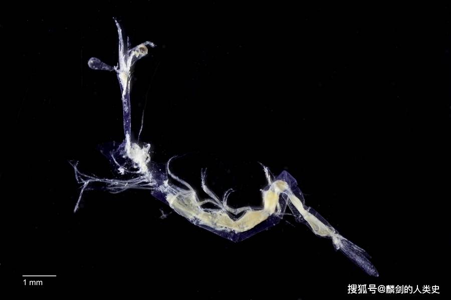 【动物界全系列】十足目—枝鳃亚目_触角_末端_对虾