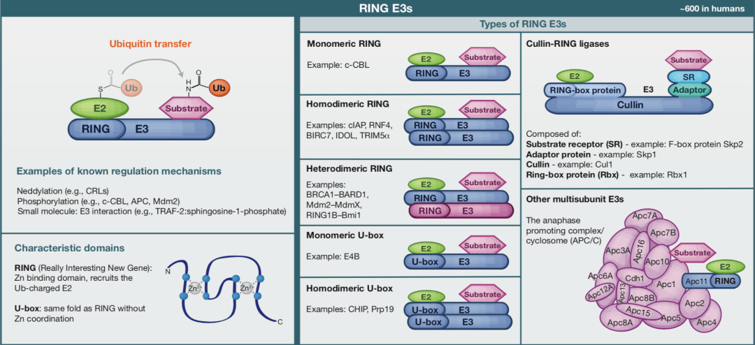 图说 | 泛素连接酶的主要类型_蛋白质
