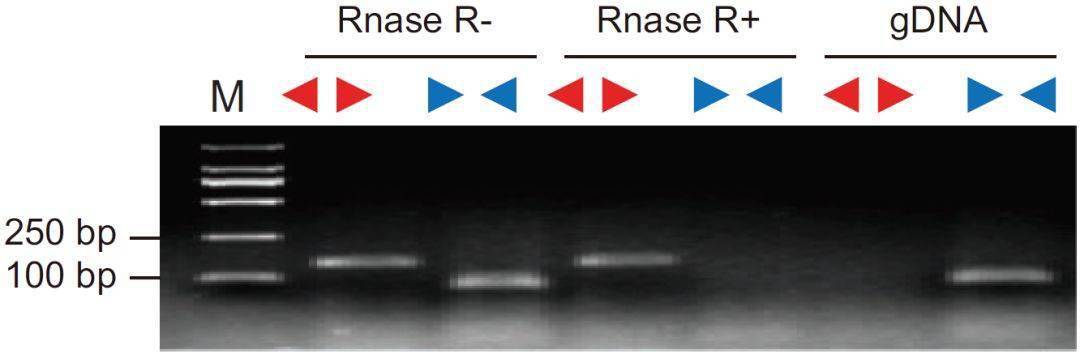 干货：RNase R使用攻略_circRNA