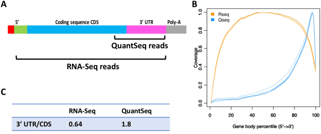 干货分享丨一文详解常规RNA-seq与3’mRNAseq优势与局限_研究