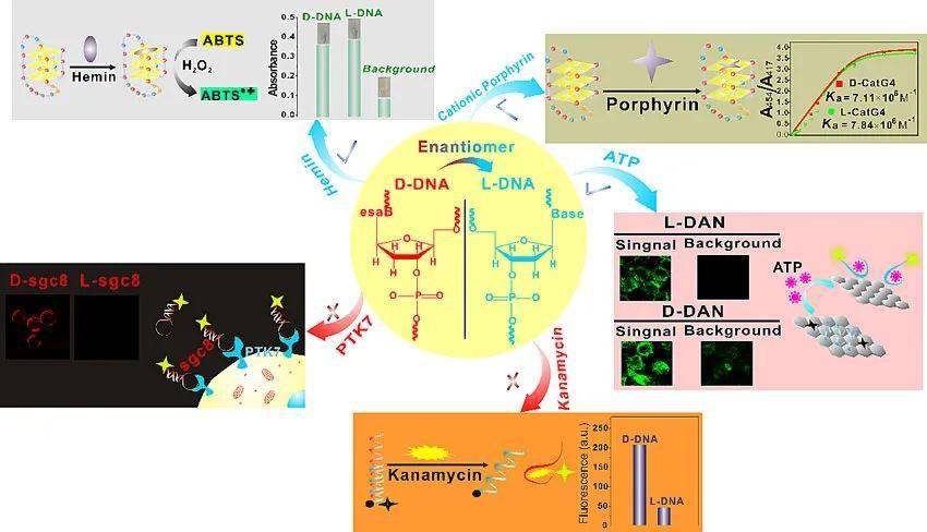 【分析】用L-DNA直接代替D-DNA为某些靶标获取高生物稳定性核酸适配体_手性