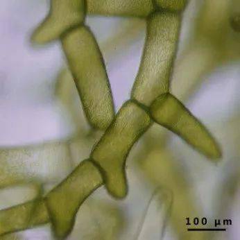 海藻图鉴（17）| 布多藻 Boodlea composite_海洋