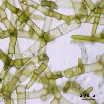 海藻图鉴（17）| 布多藻 Boodlea composite_海洋