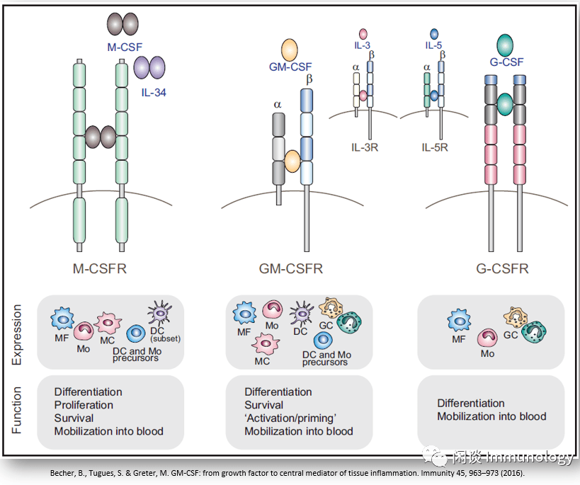 炎性免疫性疾病的治疗靶点，GM-CSF考虑下？_炎症