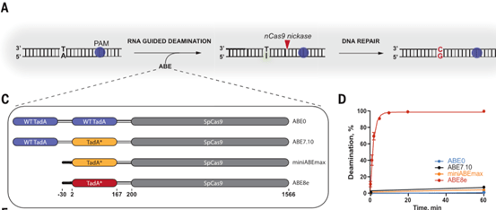 Science | 最新碱基编辑器ABE8e在DNA上的催化脱氨速度比早期ABEs快千倍以上，将显著提高单碱基编辑效率！_CRISPR-Cas
