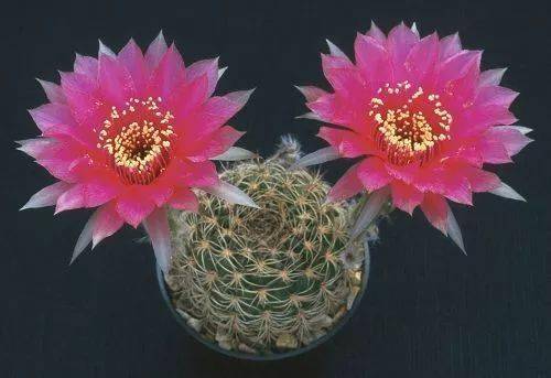 物种日历 | 喜欢阳光的仙人掌科丽花球属（Lobivia）_aurea