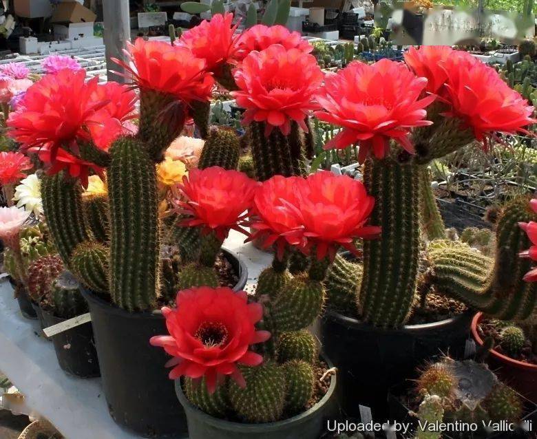 物种日历 | 喜欢阳光的仙人掌科丽花球属（Lobivia）_aurea