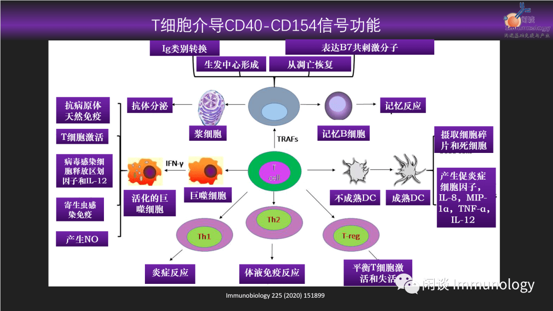 CD40-CD40L：炎症性疾病+肿瘤免疫忽视+对应免疫治疗策略-搜狐大视野-搜狐新闻