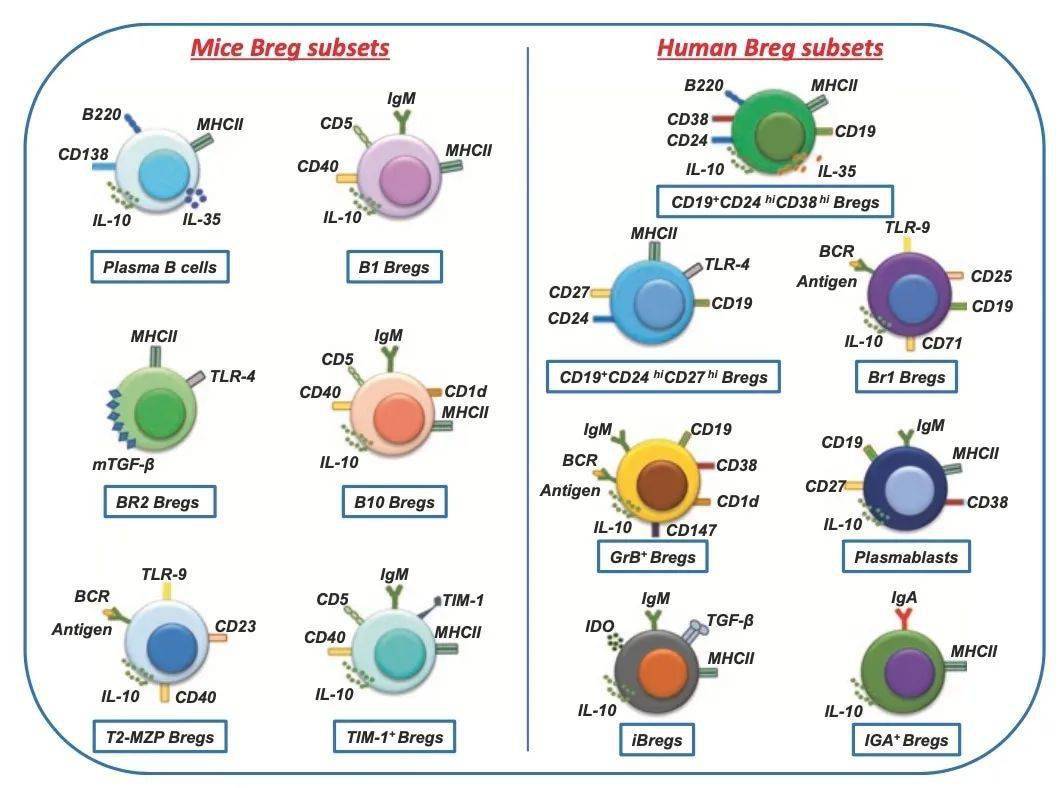 Breg的分类及其对其它免疫细胞的调节作用_hiCD