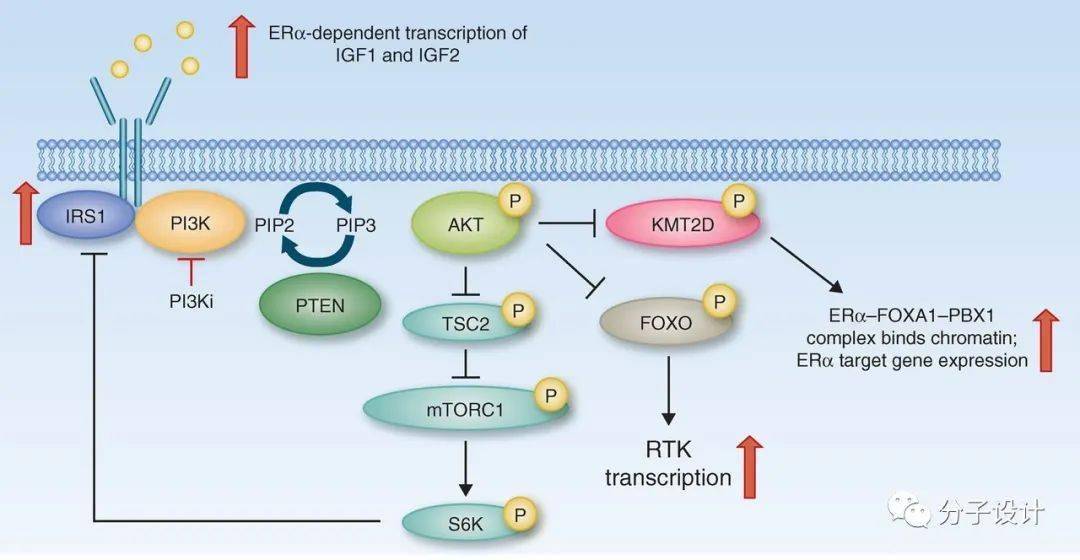 PI3Kα抑制剂的研发进展与反思_药物