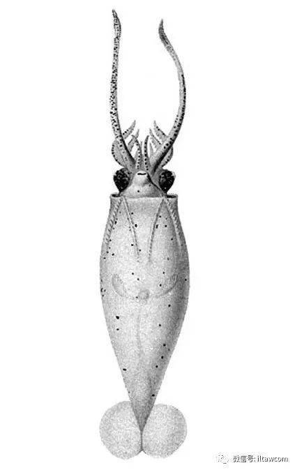 海洋科普（1259）| 中国海域鱿鱼图鉴_Abralia