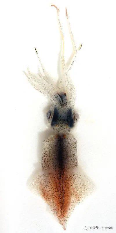 海洋科普（1259）| 中国海域鱿鱼图鉴_Abralia