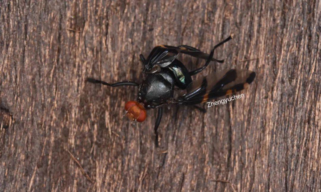 【虫谱大观】广口蝇_郑昱辰