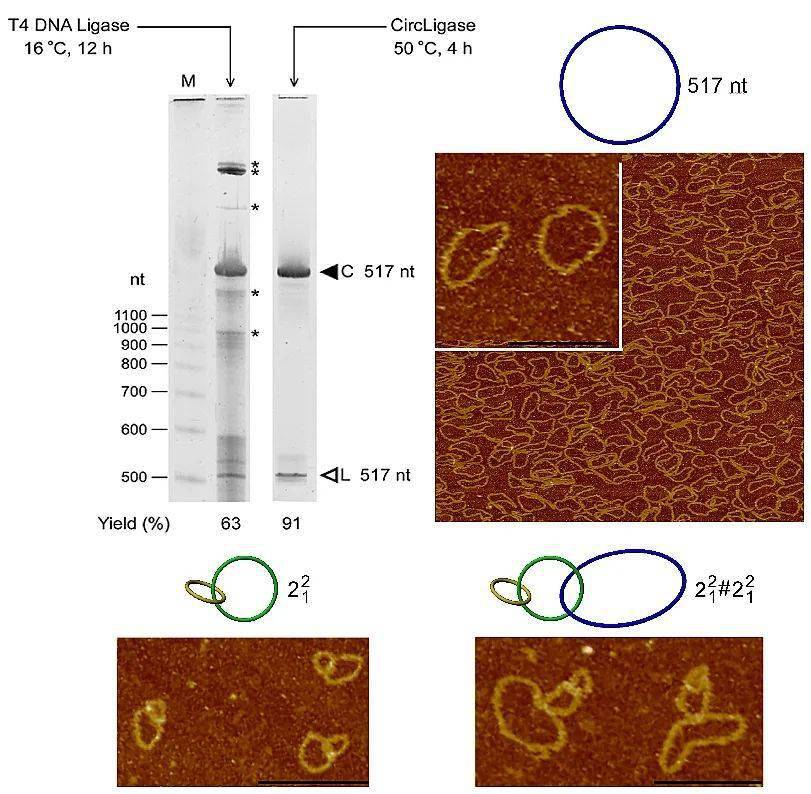 【分析】基于CircLigase高效制备DNA单环和拓扑结构的新技术_单链