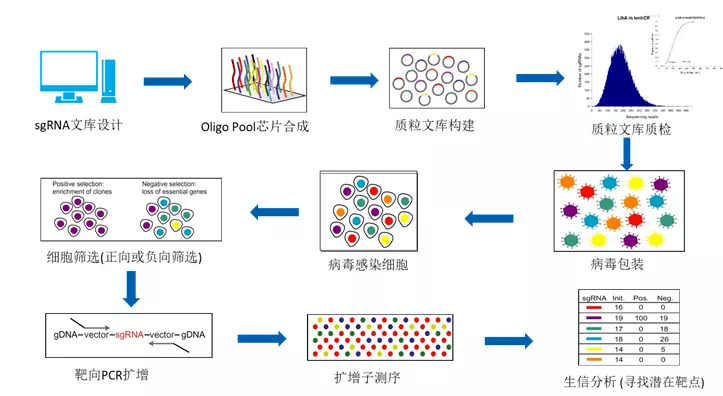 CRISPR Screen 操作解析：Nature 高分文章你也可以写_sgRNA