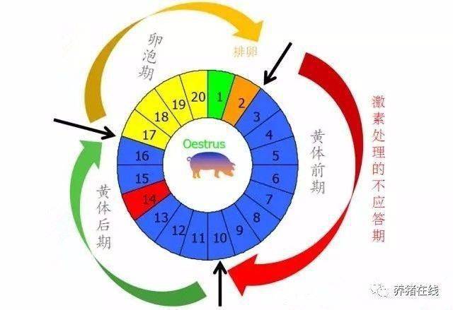 母猪的高产性能如何才能发挥出来？从查情配种开始！输精