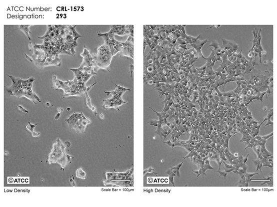 你的293细胞是293细胞么？_病毒