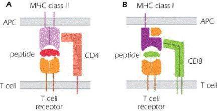 人人学懂免疫学：第十九期_细胞