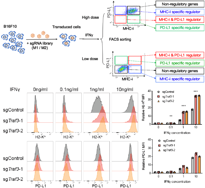 提高MHC-I可增强癌症免疫疗效_Traf