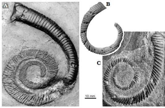 见龙卸甲：鱿鱼是如何进化成好吃的样子的_盔甲