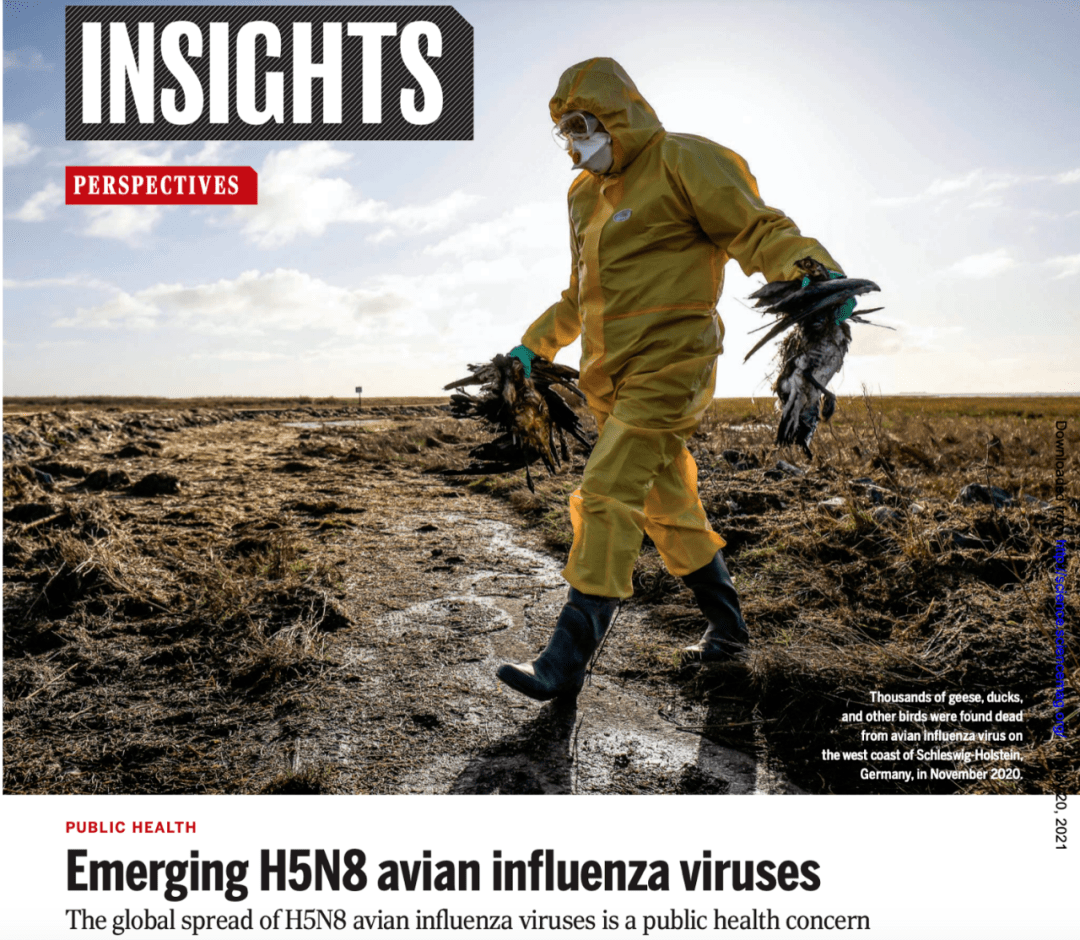 我国发现一例人感染H10N3禽流感，禽流感到底可怕在哪里？_病毒