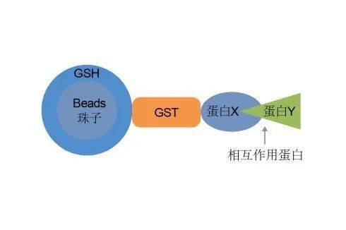 Co-IP结果怎么分析？看这儿_实验