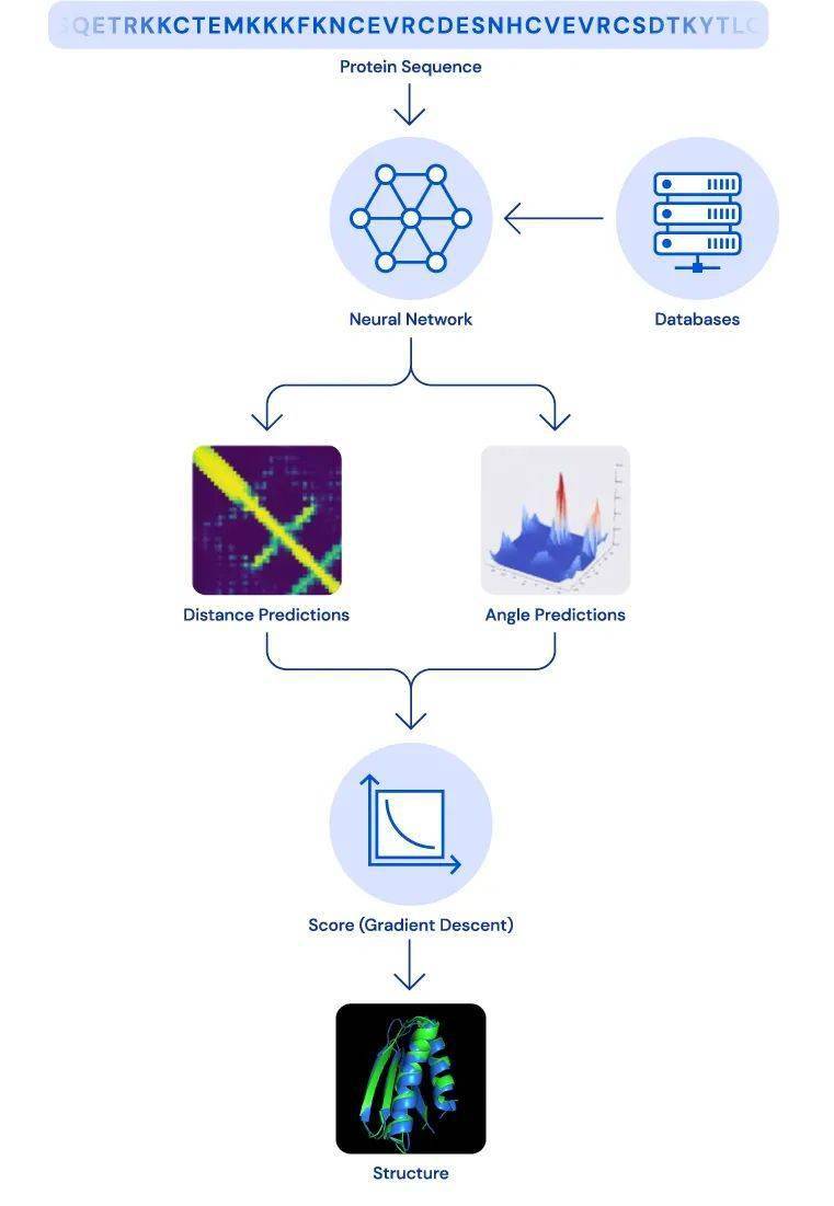 AlphaFold 2再发350000种蛋白质结构预测结果，解锁98.5%人类蛋白质组！_DeepMind