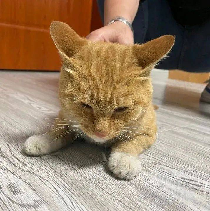 【猫咪领养】流浪橘猫寻领养